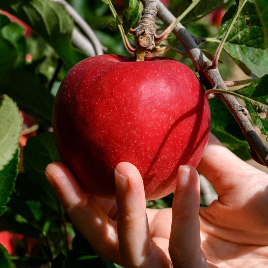 IRTA Agrónomos - Los centros IRTA - Quiénes somos - IRTA