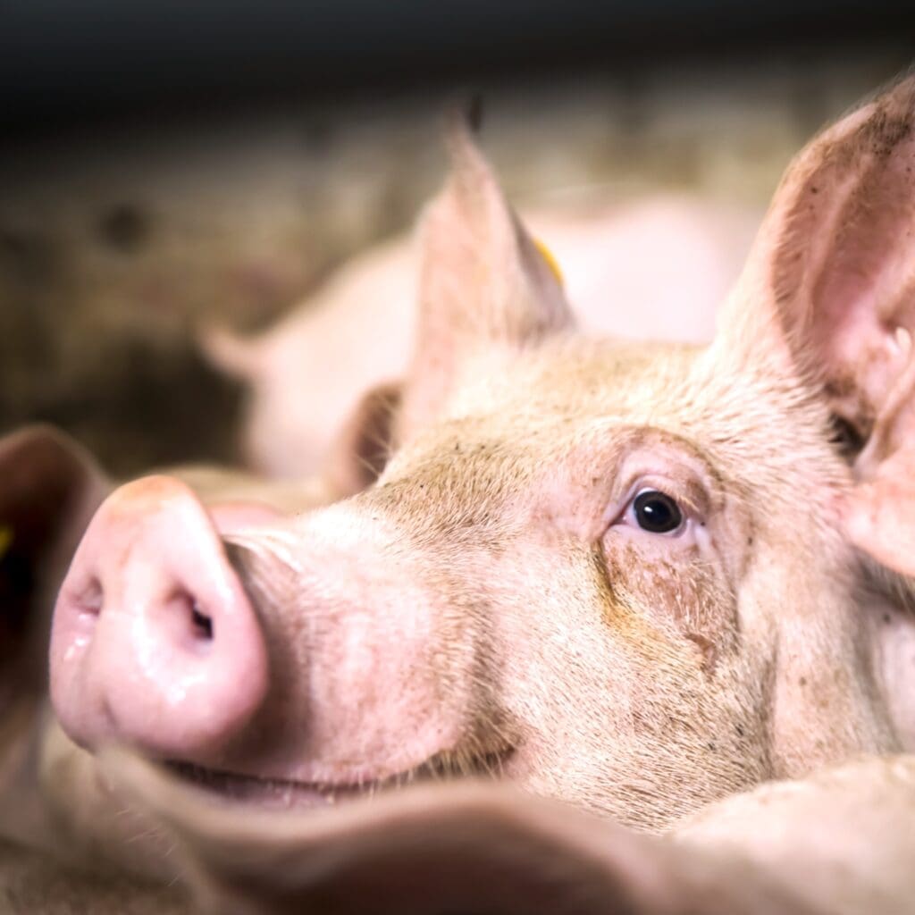 IRTA Monells - Los centros IRTA - Quiénes somos - IRTA