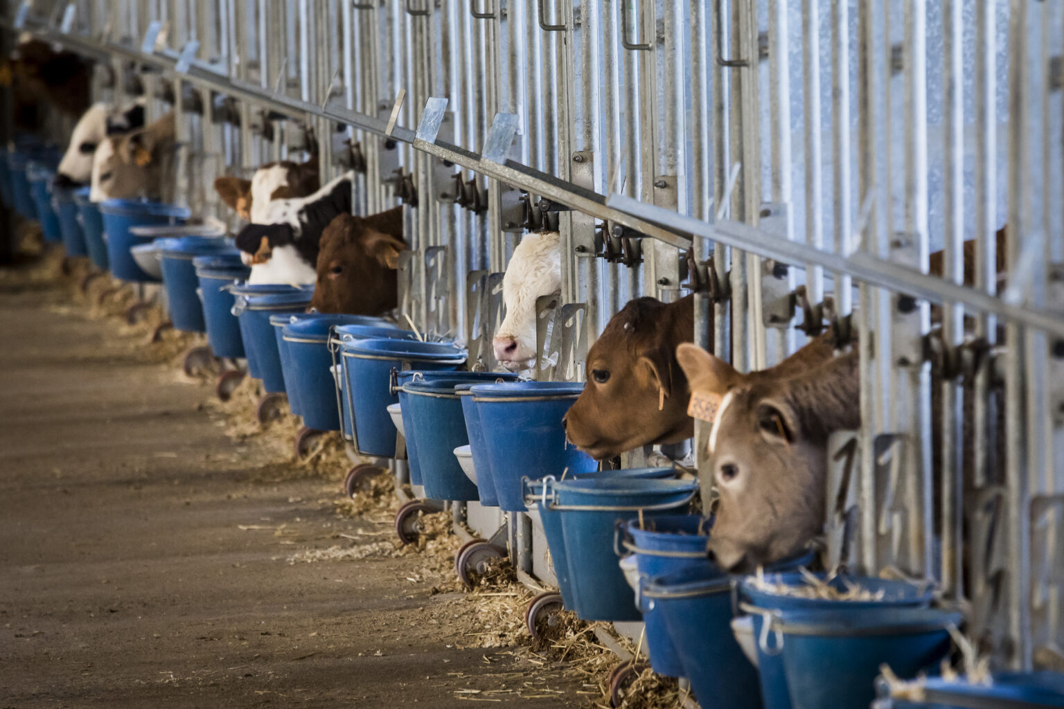 El IRTA es designado Centro Nacional de Referencia de Bienestar Animal ...
